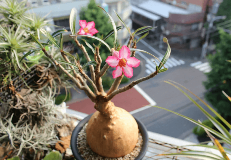 Адениум: уход в домашних условиях, пересадка, размножение и виды