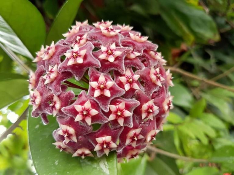 Хойя: уход в домашних условиях, пересадка, размножение и виды